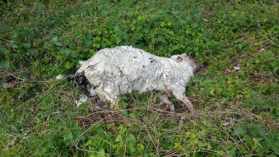 Zestig schapen afgeslacht door wolf, maar ‘geen subsidie voor ... Zestig schapen afgeslacht door wolf, maar ‘geen subsidie voor ...
